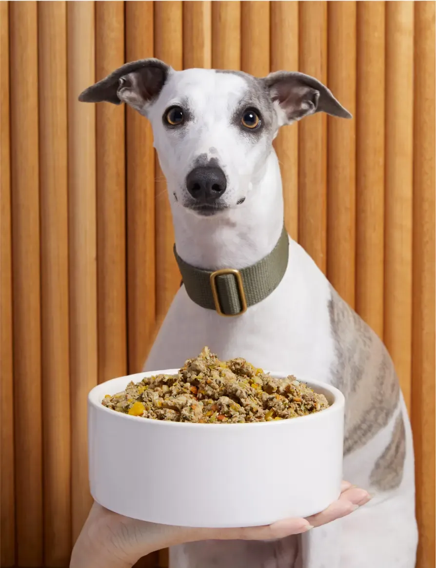 Healthy & Natural Human-Grade Dog Food | Lyka Pet Food | Lyka Pet Food